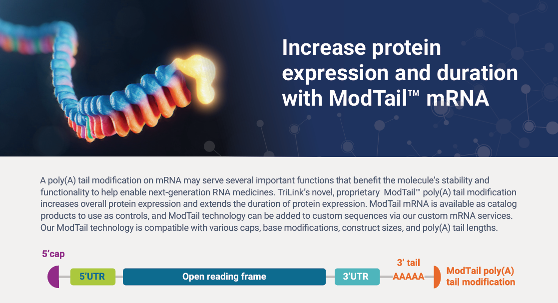 게시판 > mRNA 게시판 > mRNA 연구의 또 하나 새로운 기술 - ModTail™