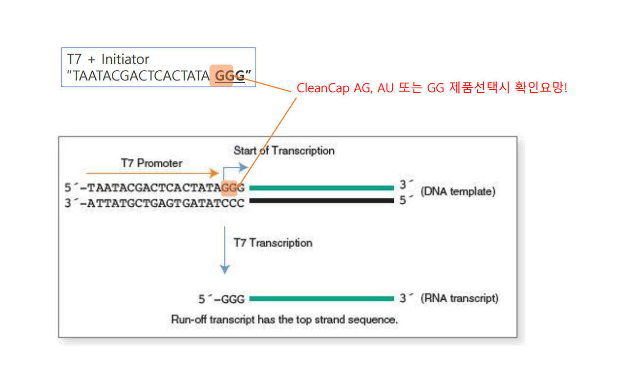 게시판 > mRNA 게시판 > Clean Cap AG 와 GG